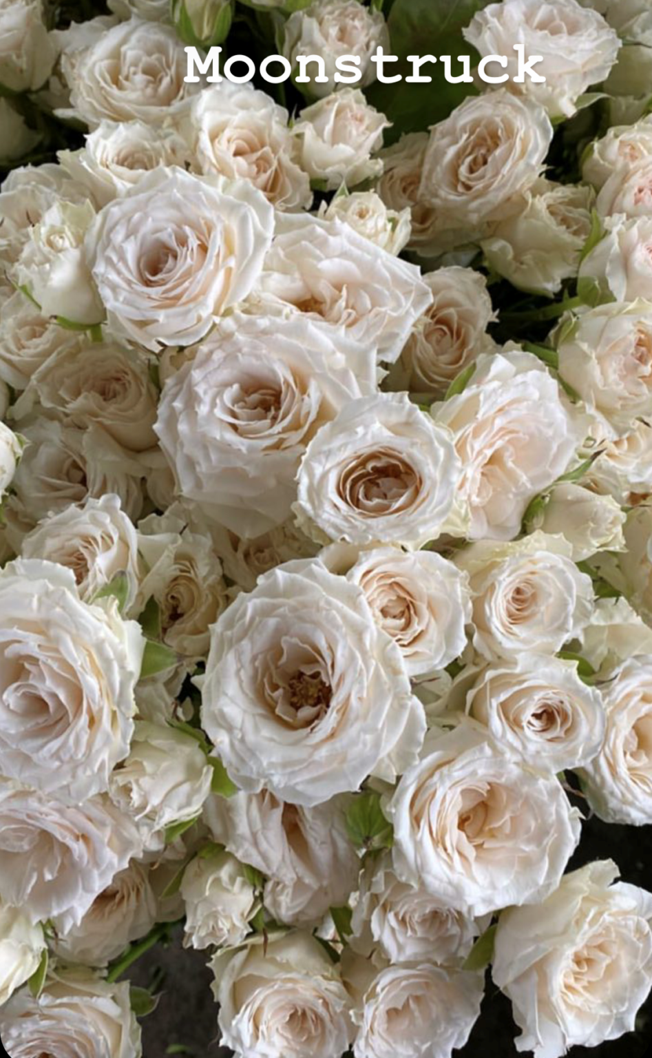 Moonstruck - Peterkort Roses