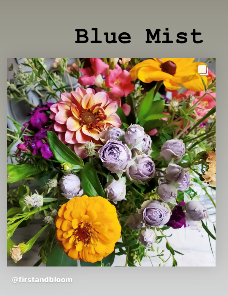 Blue Mist - Peterkort Roses