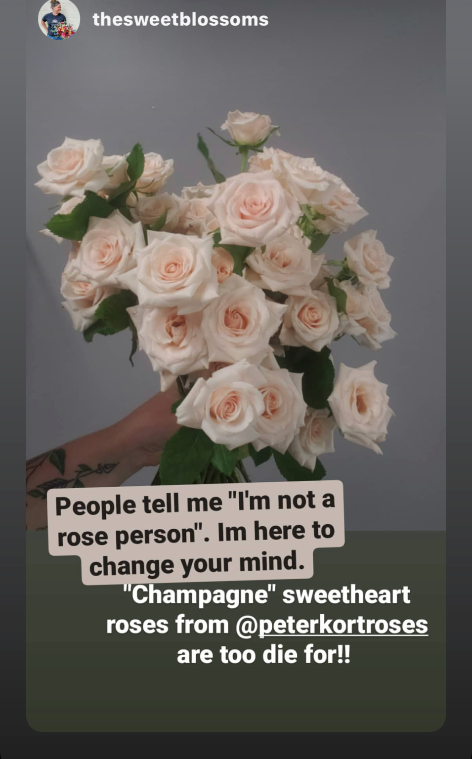 Champagne - Peterkort Roses