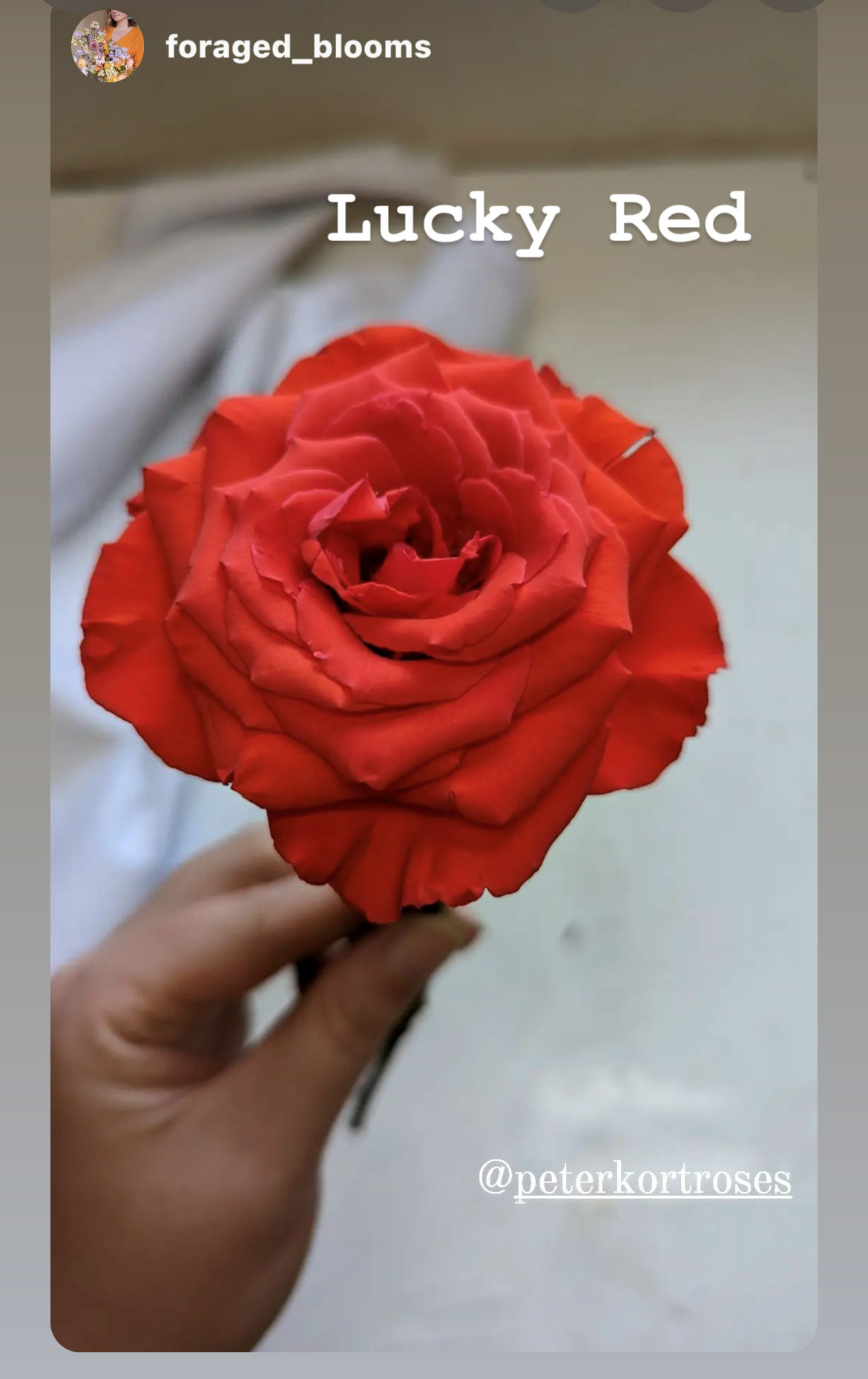 Standard Archives - Peterkort Roses