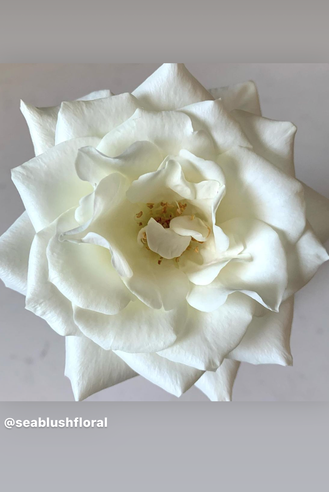 Eskimo - Peterkort Roses