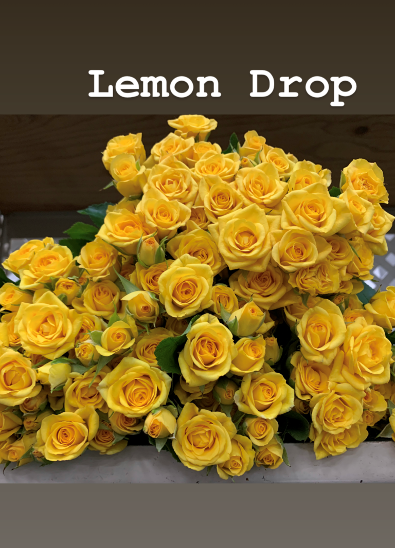 Lemon Drop - Peterkort Roses