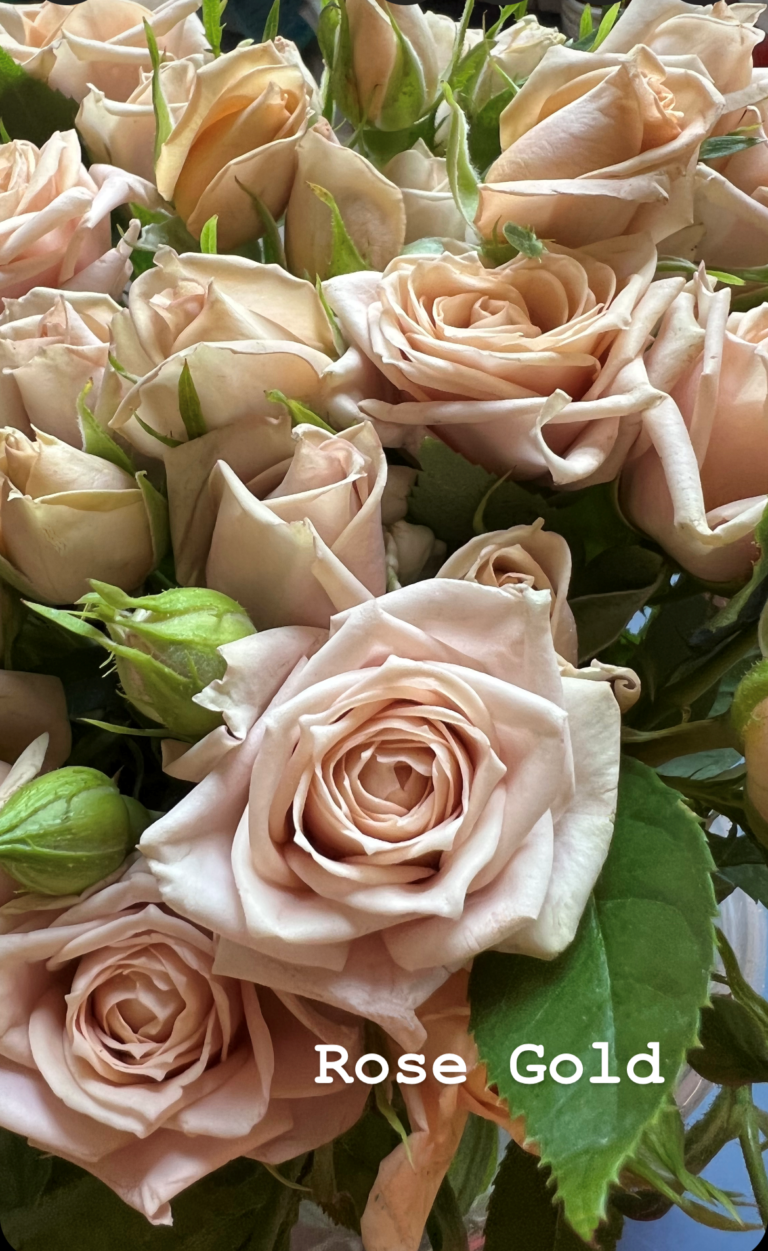 Unusual Archives - Peterkort Roses