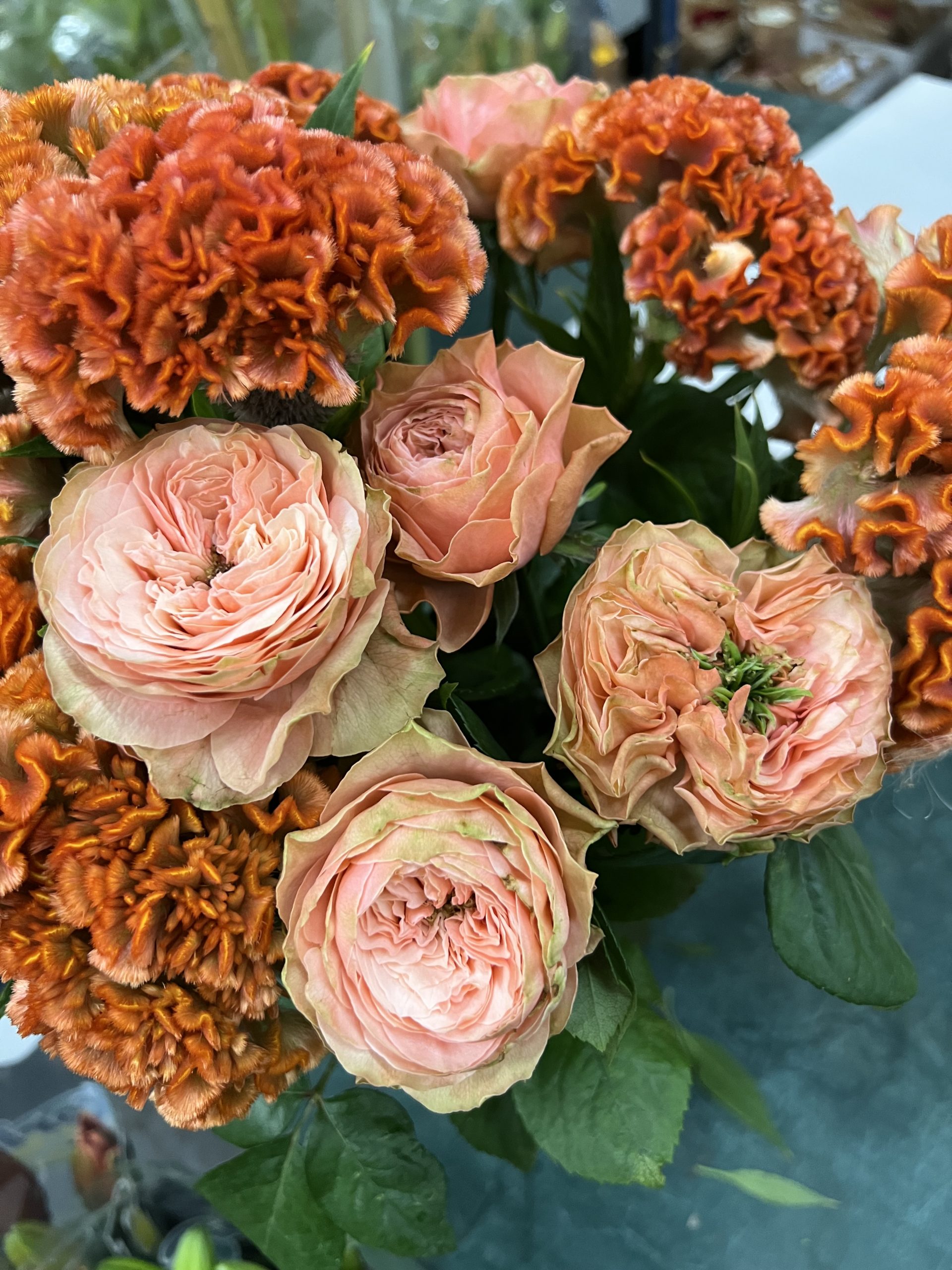 Wild Salmon - Peterkort Roses